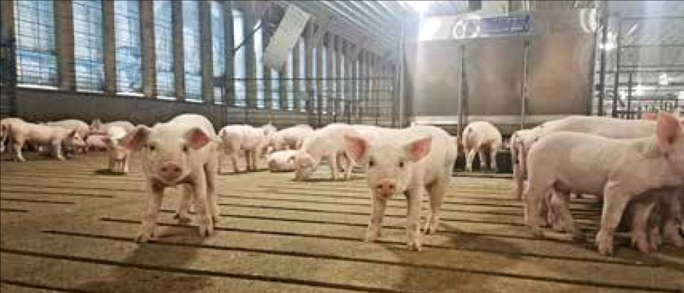 Learn the Sights, Sounds, Smells of a Normal Wean-to-finish Barn - Farmweld