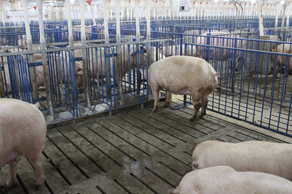 Prop 12: Gestation-sow Housing Considerations and Implications - Farmweld