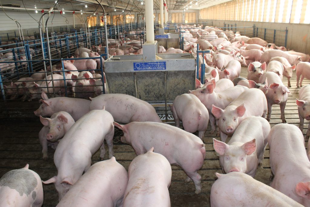Understanding Your Role in Pork Quality - Farmweld